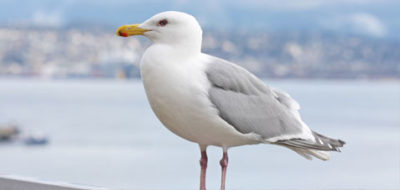 Seagull Control Vancouver | Assured Environmental